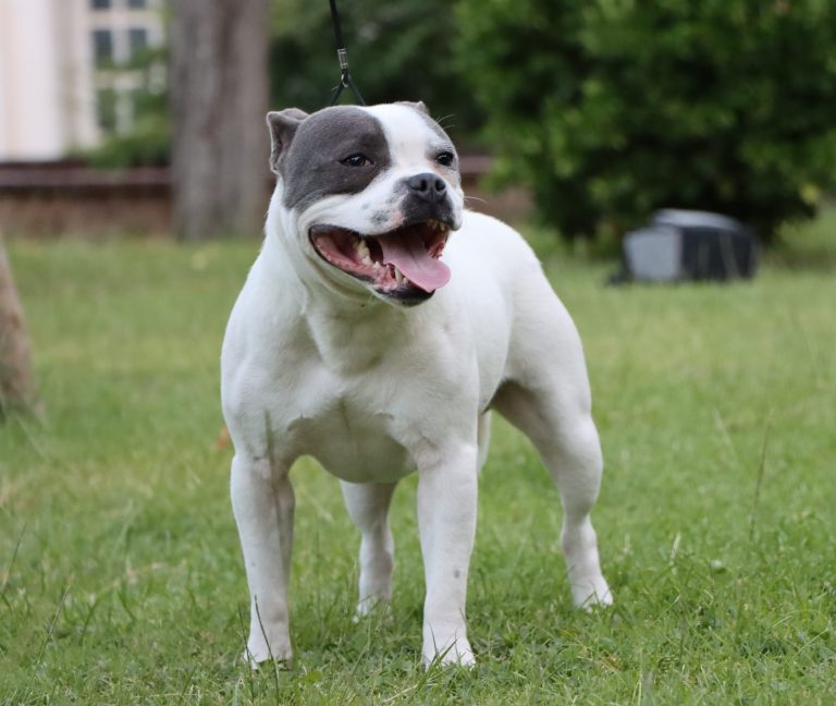 El staffy – Staffy Blue